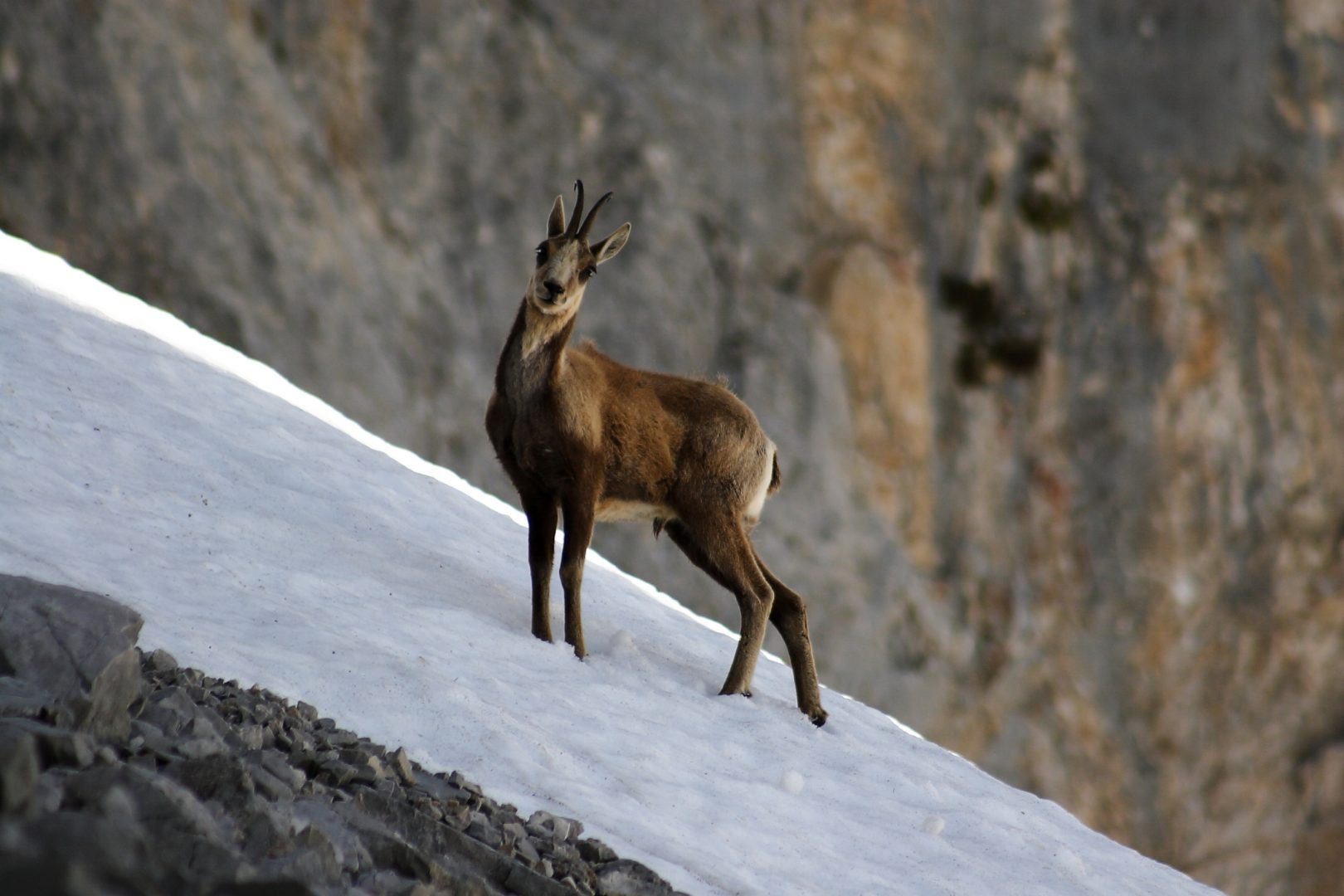 Rebeco - Picos de Europa